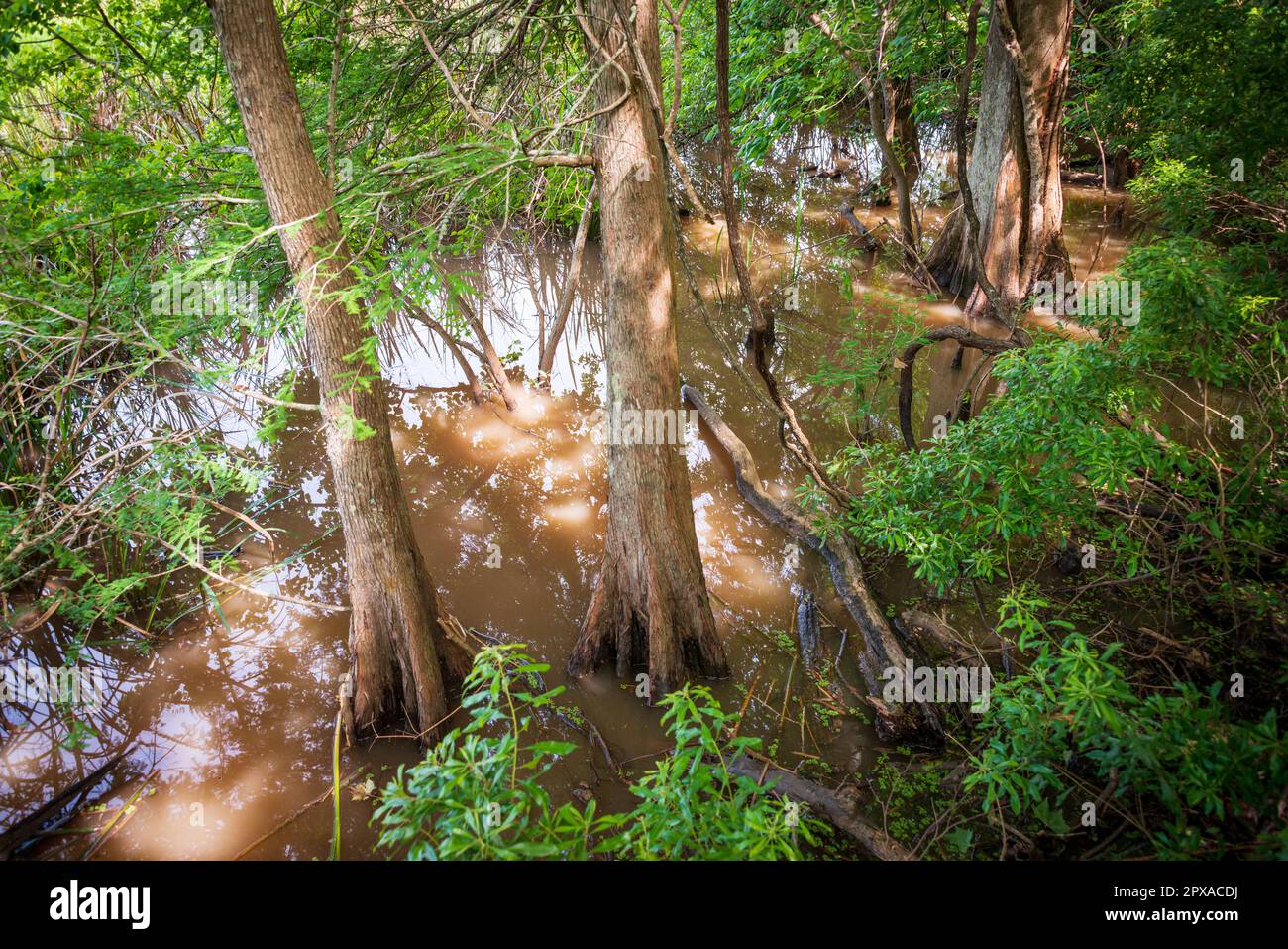 Lake Fausse Pointe State Park in Louisiana Stock Photo - Alamy