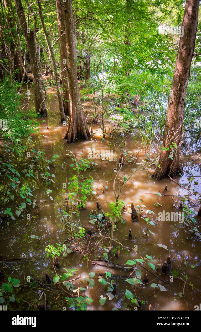 Lake Fausse Pointe State Park in Louisiana Stock Photo - Alamy