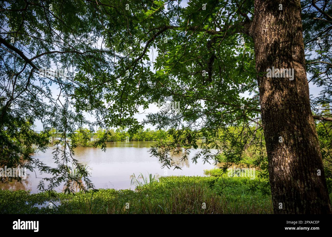 Lake Fausse Pointe State Park in Louisiana Stock Photo - Alamy