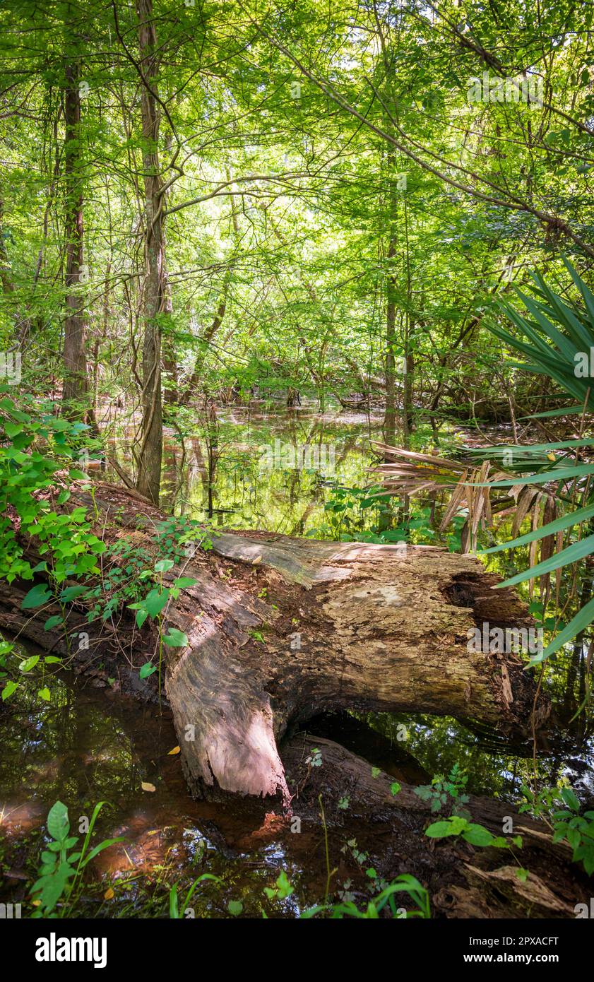 Lake Fausse Pointe State Park in Louisiana Stock Photo - Alamy