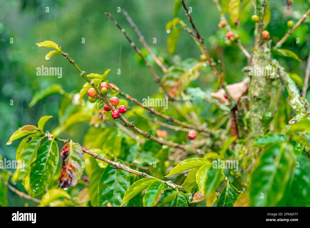 organic coffee plantation in rain forest Stock Photo - Alamy