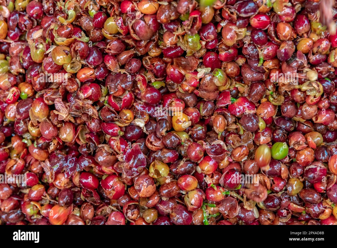 coffee bean husks on farm Stock Photo - Alamy