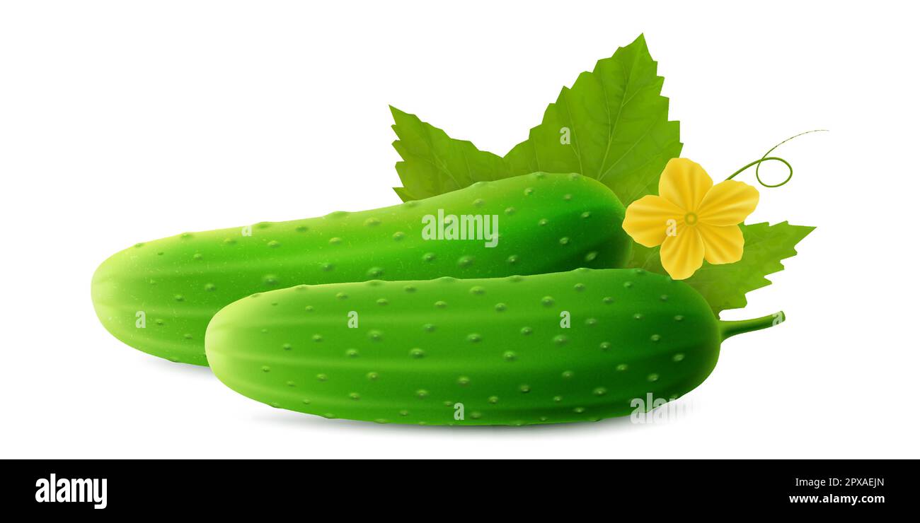 Realistic Detailed 3d Green Raw Whole Cucumbers. Flower and Leaves ...