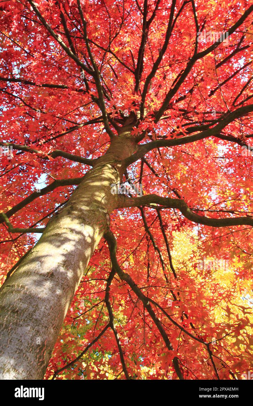autumn leaves as nice natural color background Stock Photo - Alamy