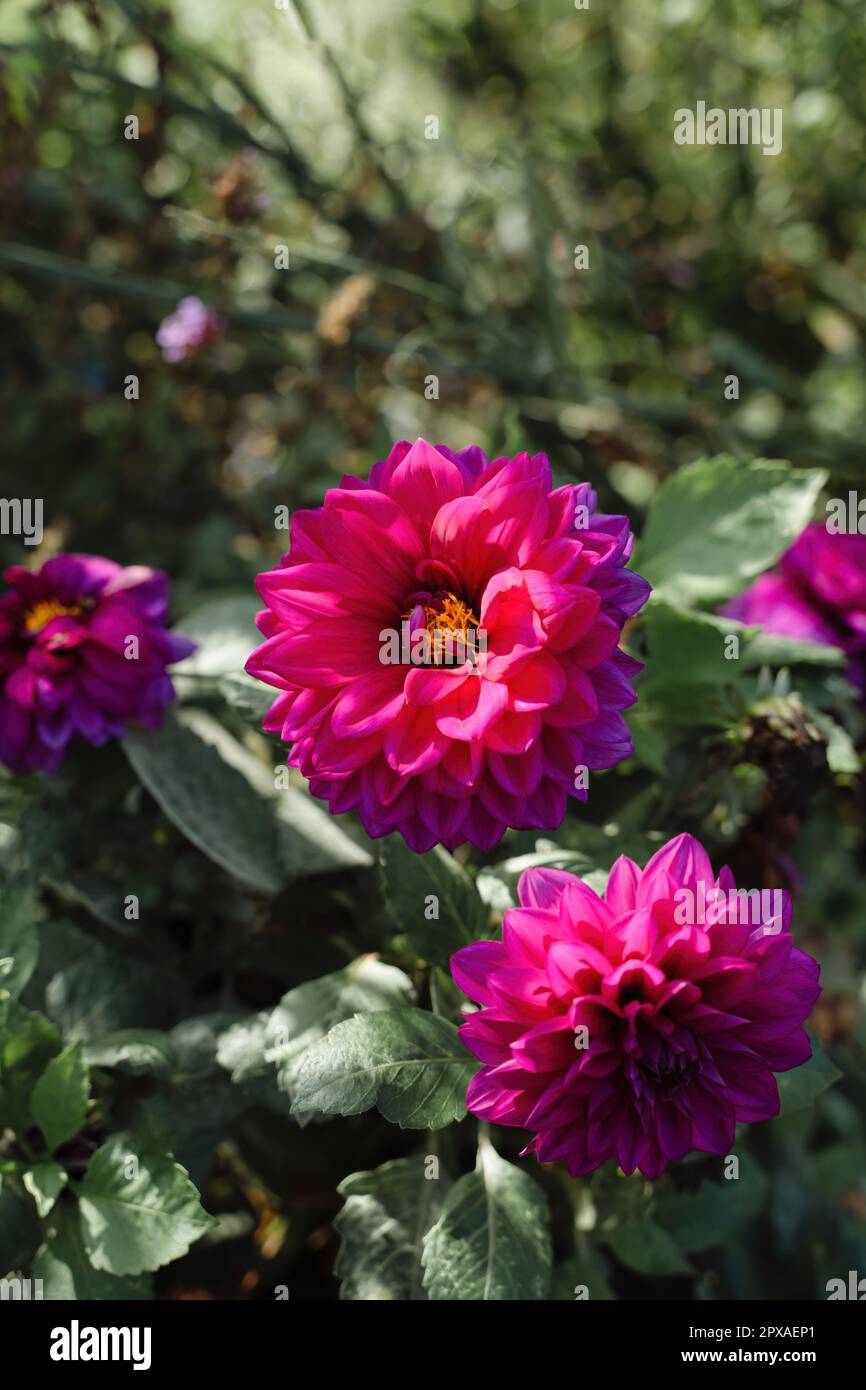 Big dahlias hi-res stock photography and images - Alamy