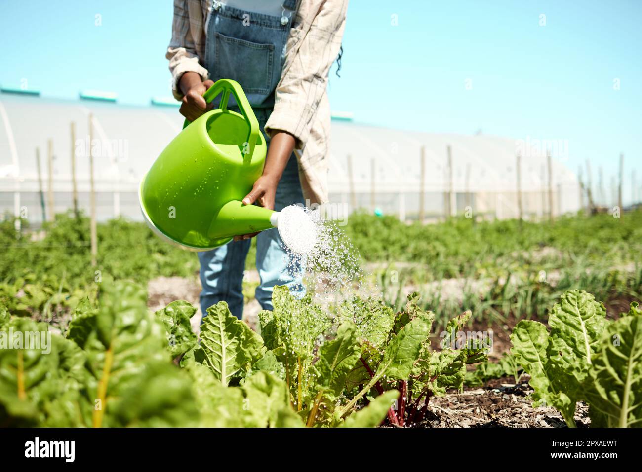 hand of farmer watering spinach plants. Farmer using a watering can ...