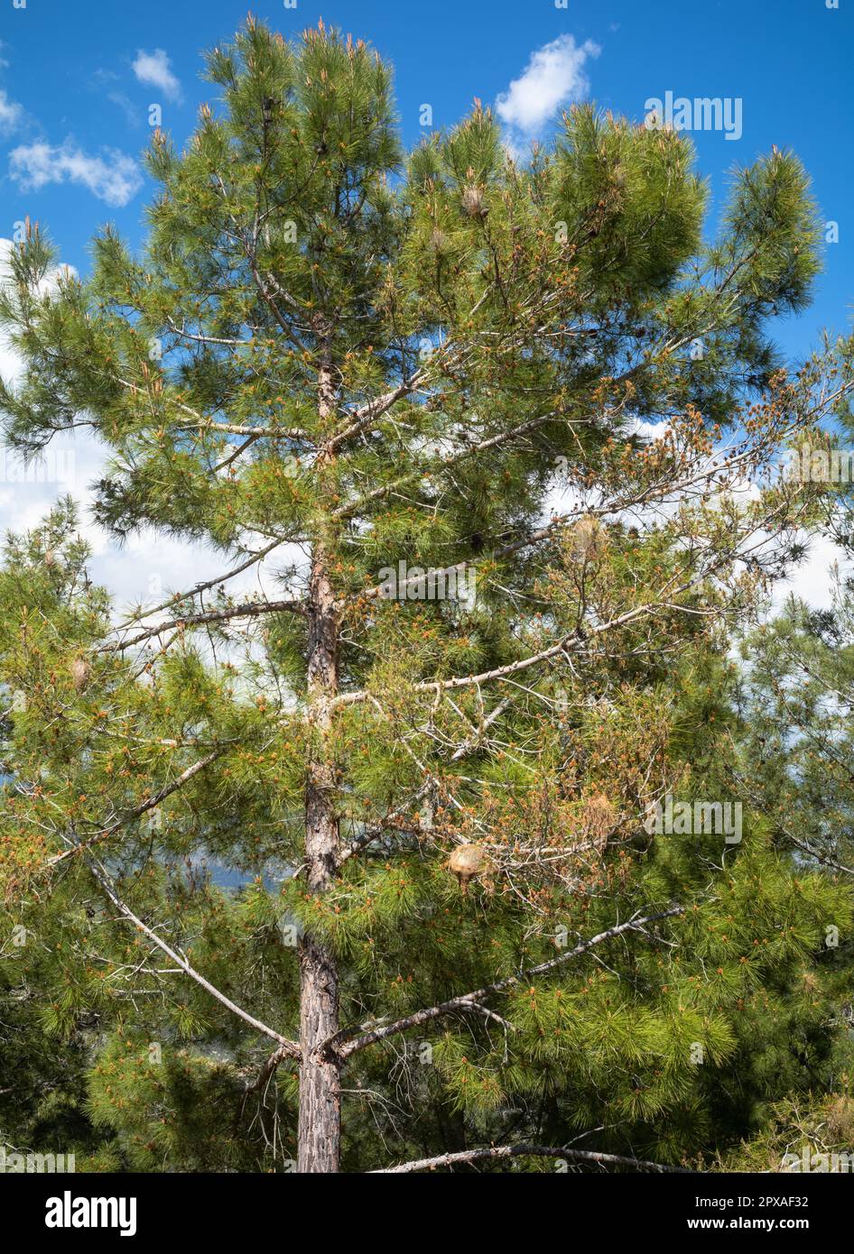 Nests in a pine tree in the Taurus Mountains near Alanya, Turkey, show ...