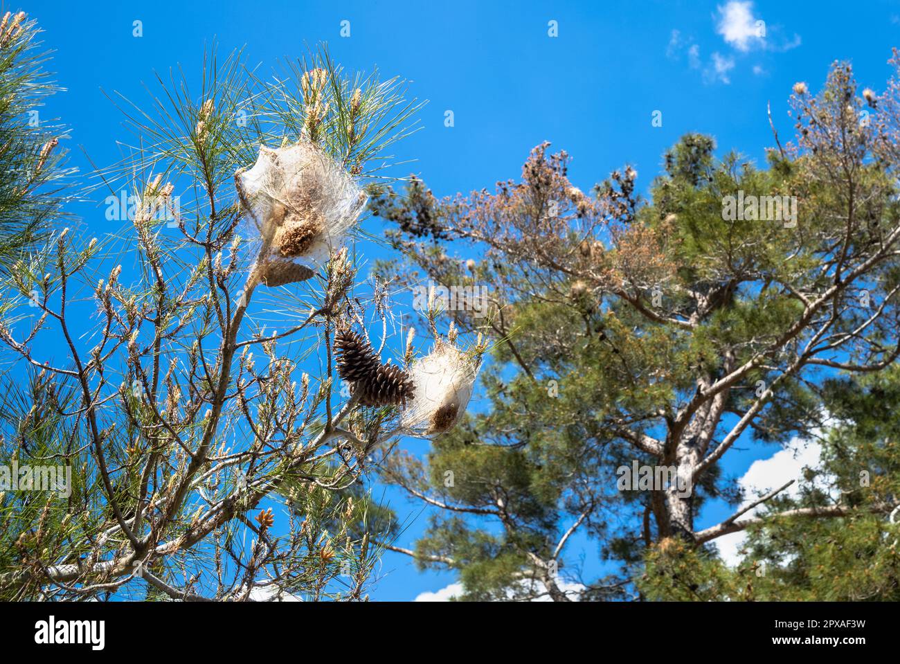 Nests in pine trees in the Taurus Mountains near Alanya, Turkey ...
