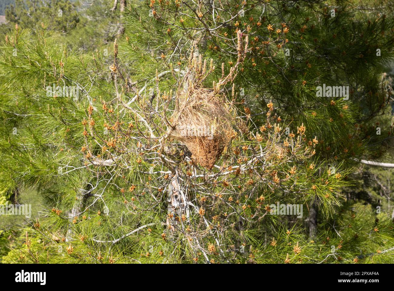 A nest in a pine tree in the Taurus Mountains near Alanya, Turkey ...