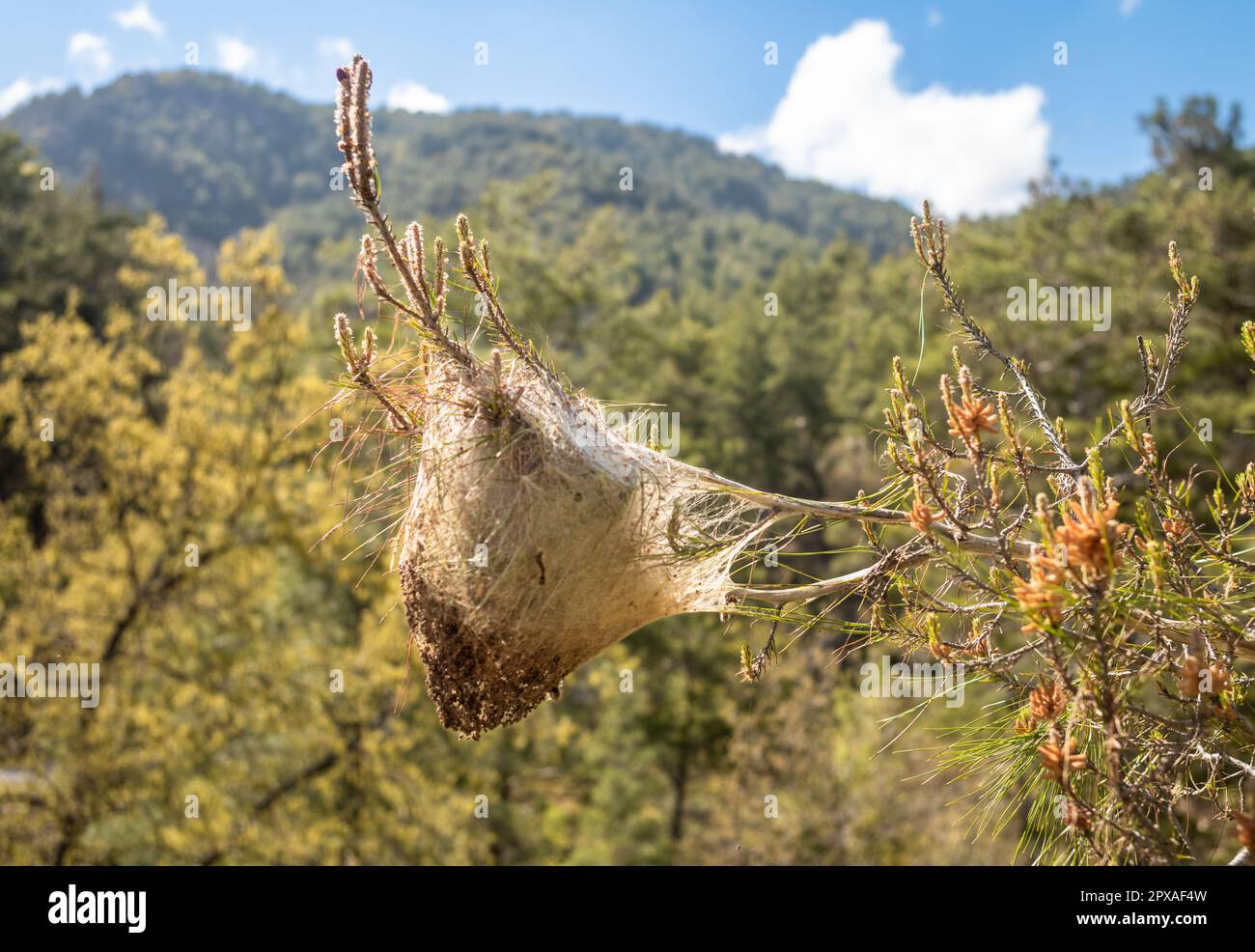 A nest in a pine tree in the Taurus Mountains near Alanya, Turkey ...