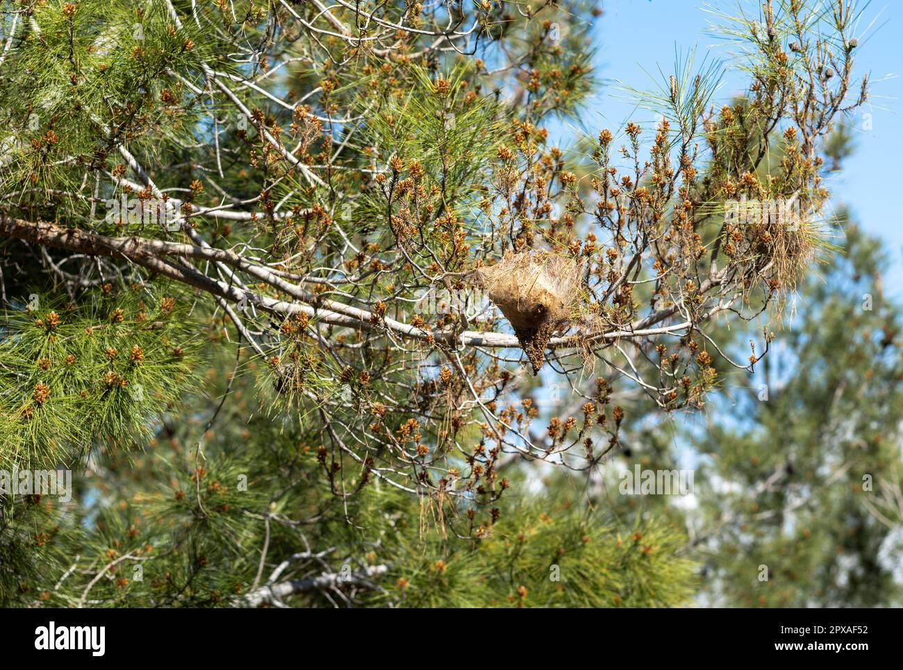 A nest in a pine tree in the Taurus Mountains near Alanya, Turkey ...