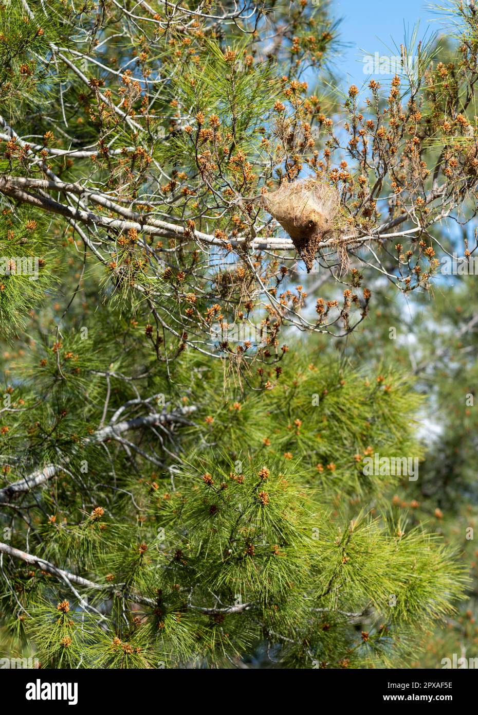 A nest in a pine tree in the Taurus Mountains near Alanya, Turkey ...
