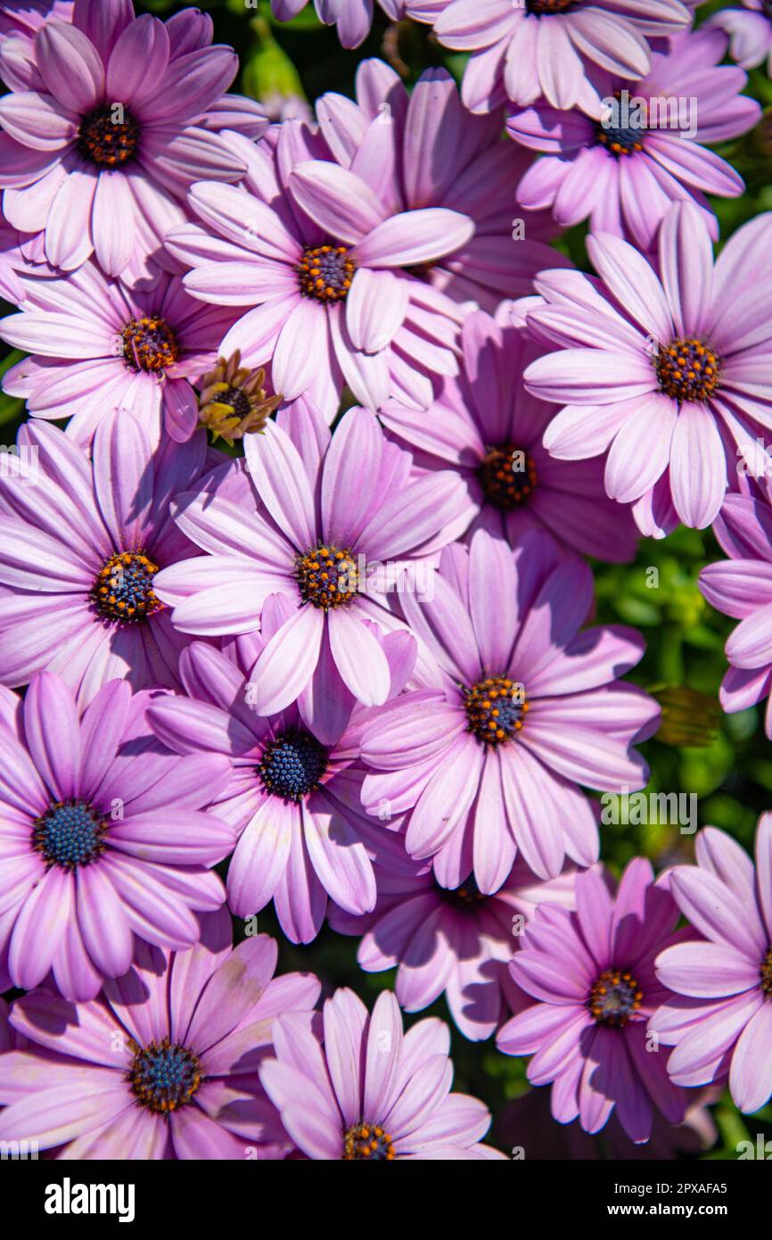 photo of daisy flower background. daisy flower background. daisy flower ...