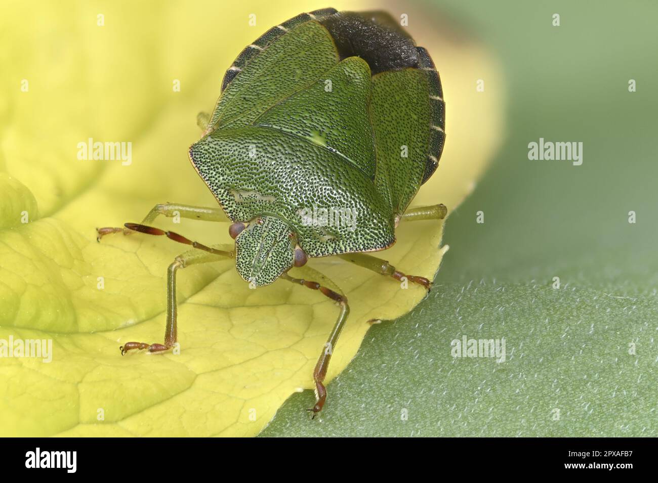 Common Green Shield Bug / Green Stink Bug (Palomena prasina Stock Photo ...