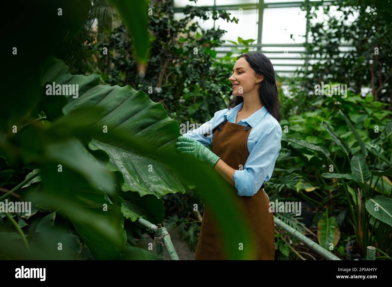 Young female gardener cutting plant growth in garden greenhouse ...
