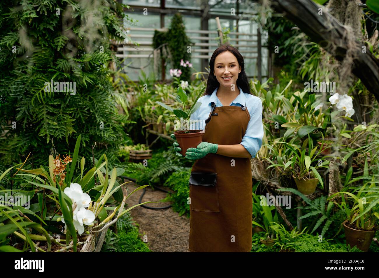 Portrait of young female gardener holding potted plant standing over hothouse gallery background ...