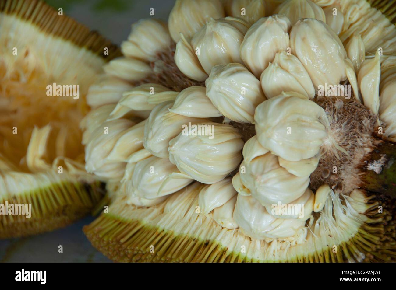 Close up of Tarap fruit of Borneo Malaysia. Asian fruit concept Stock ...