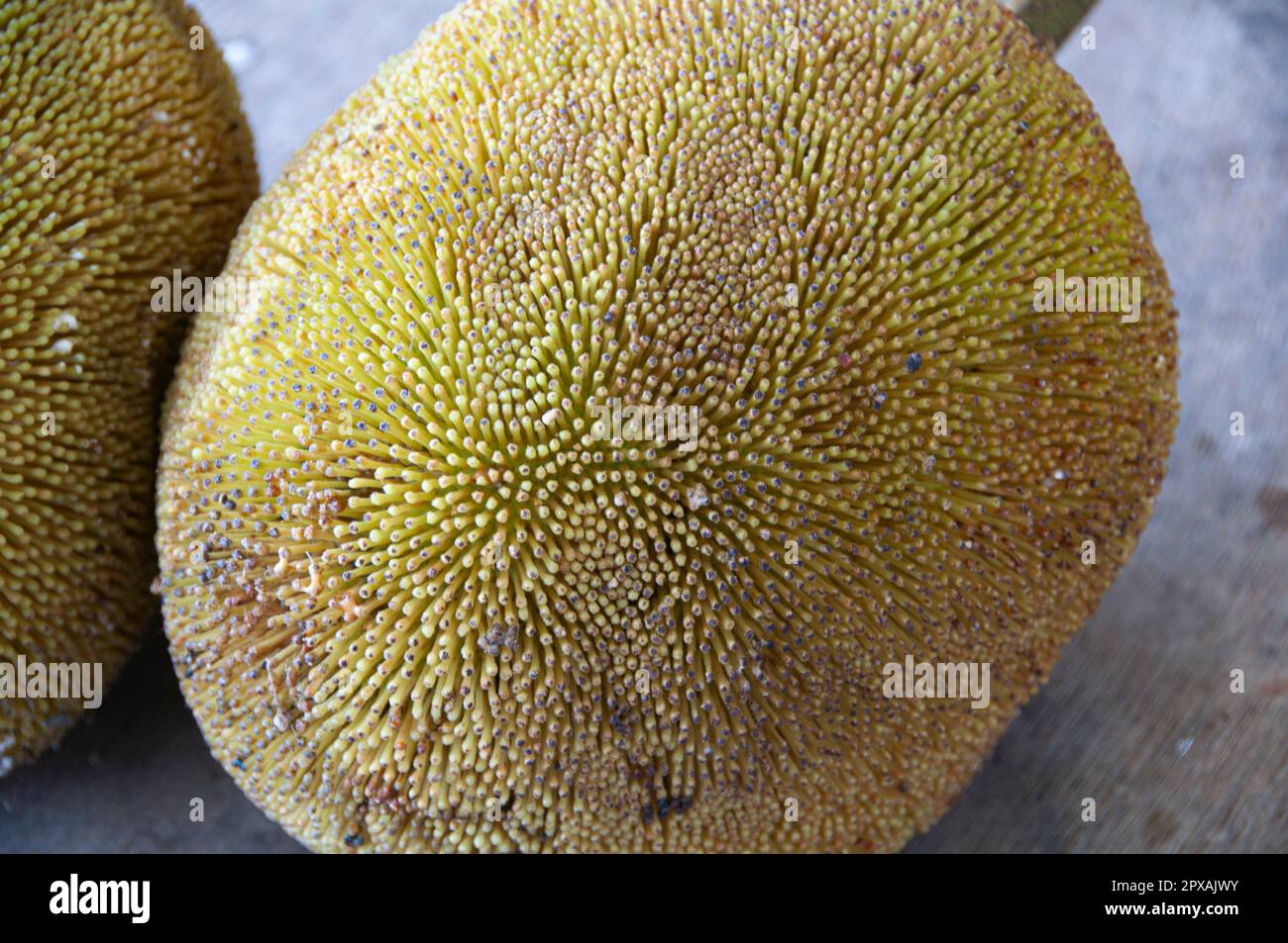 Tarap fruit of Borneo Malaysia. Asian fruit concept Stock Photo - Alamy