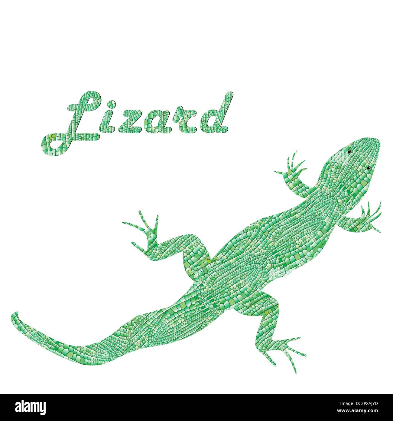 Green small lizard isolated on white background Stock Photo - Alamy