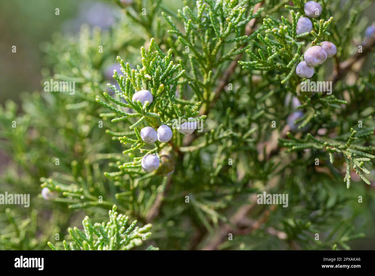 unripe cone berries of Juniperus communiscommon juniper in forest ...