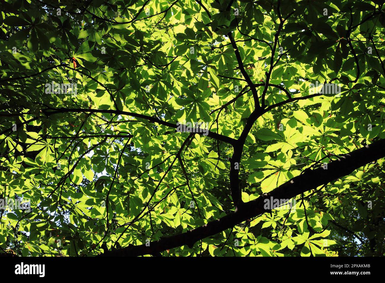 chestnut tree texture as nice natural background Stock Photo - Alamy