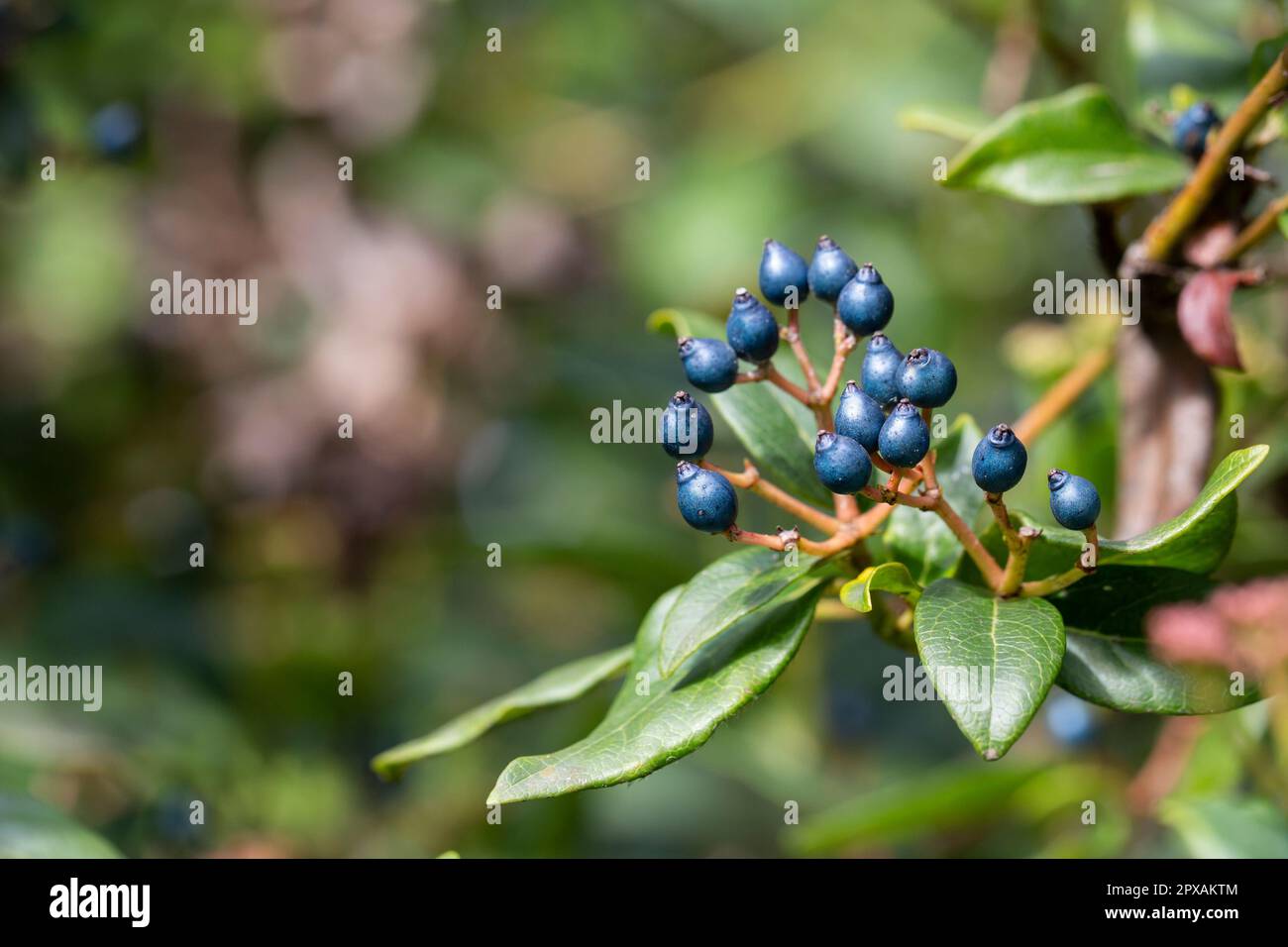 The decorative blue black berries of Viburnum tinus 'Eve Price'. A ...