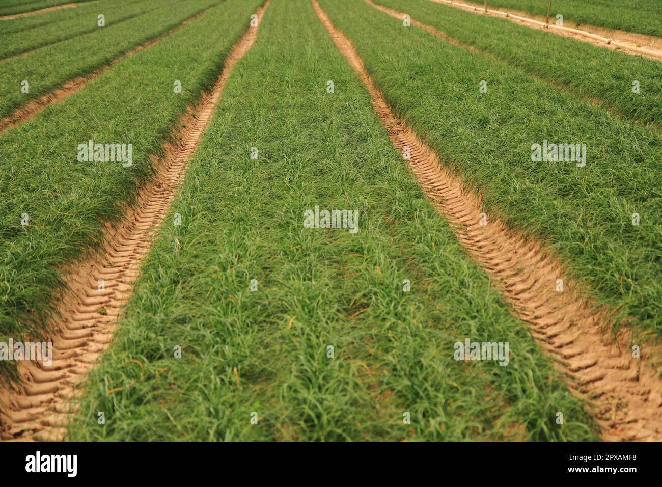 green chives field as nice agricultural background Stock Photo - Alamy