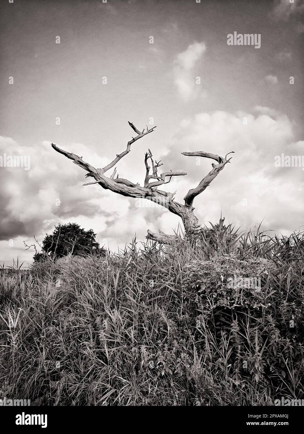 toter Baum im Sonnenaufgang, Fischland-Darß Stock Photo - Alamy