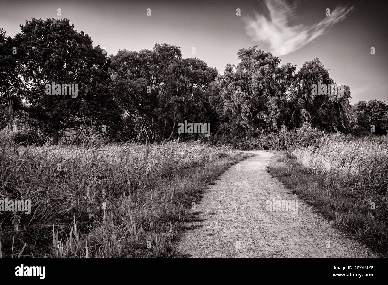 Landschaft am Barther Bodden, Halbinsel Fischland-Darß, Mecklenburg ...