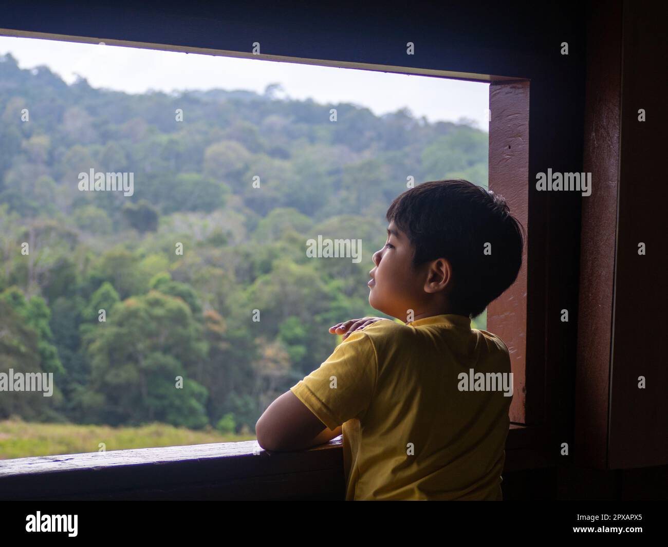 boy looking out window looking at the green forest Stock Photo - Alamy
