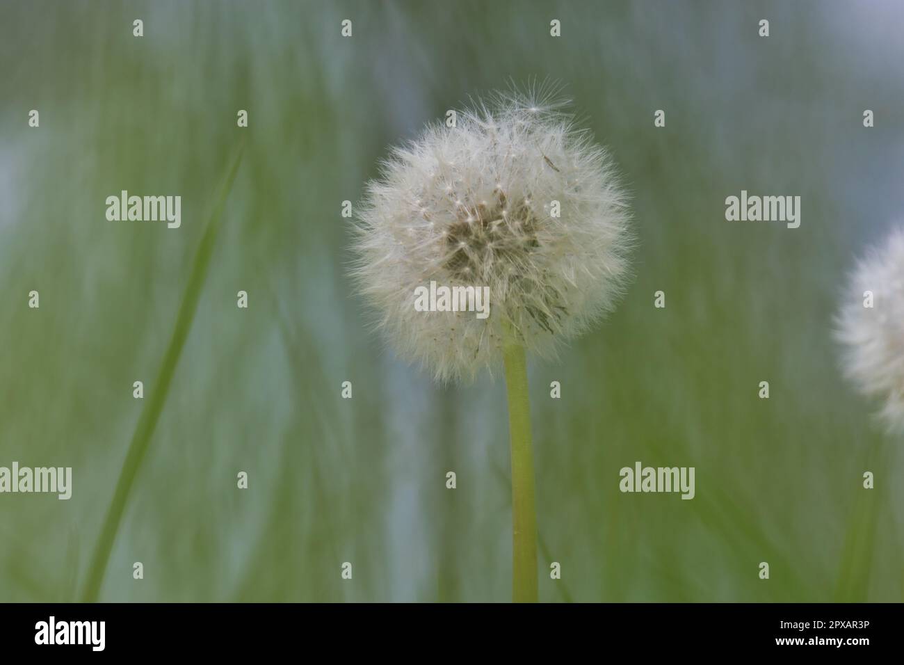 Dandelion clock photography hi-res stock photography and images - Alamy