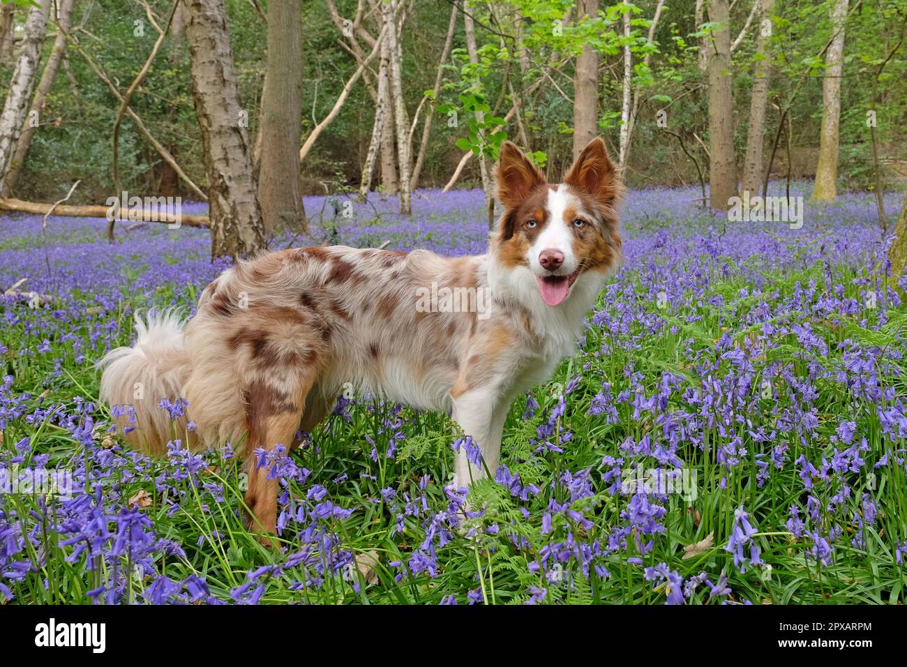 A tri coloured red merle border collie stood in bluebell woods, Surrey ...