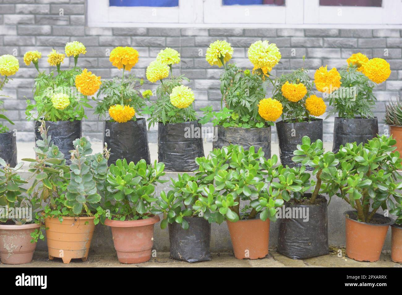 Flower tub in roof garden Stock Photo - Alamy