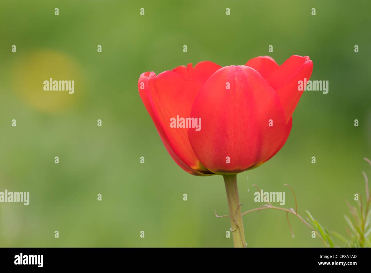 Attractive tulip hi-res stock photography and images - Alamy