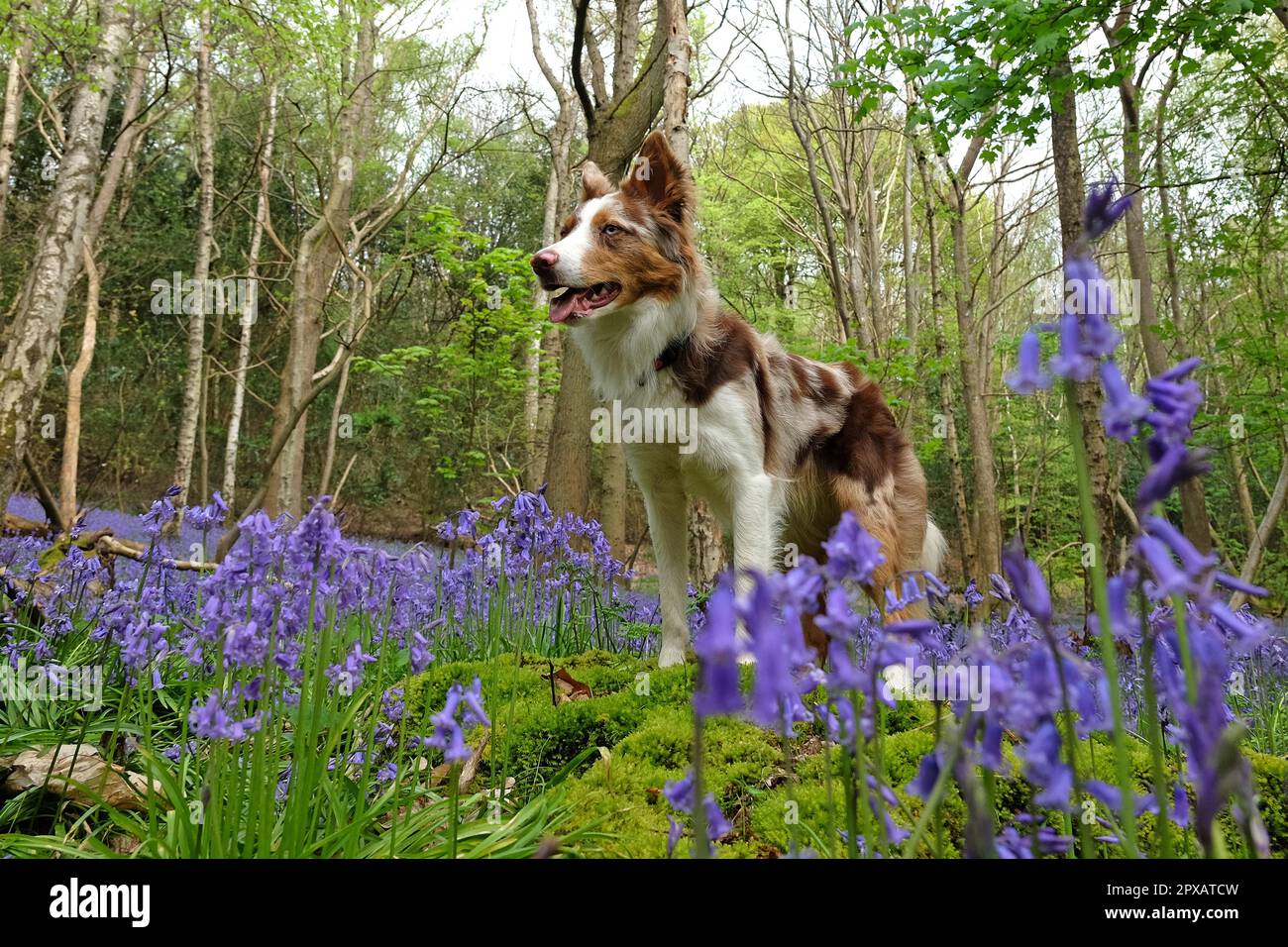 A tri coloured red merle border collie stood in bluebell woods, Surrey ...
