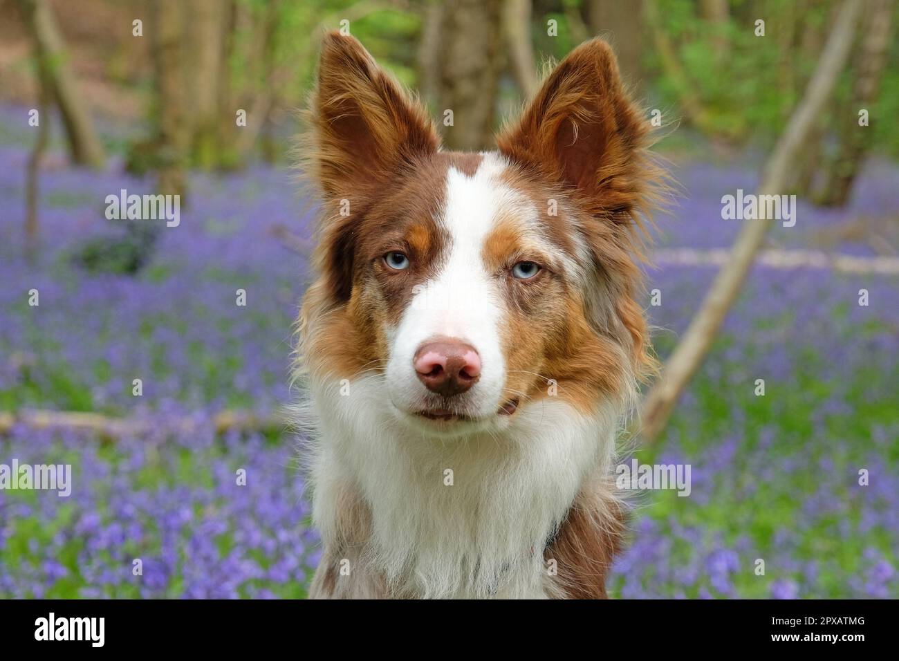 A tri coloured red merle border collie stood in bluebell woods, Surrey ...