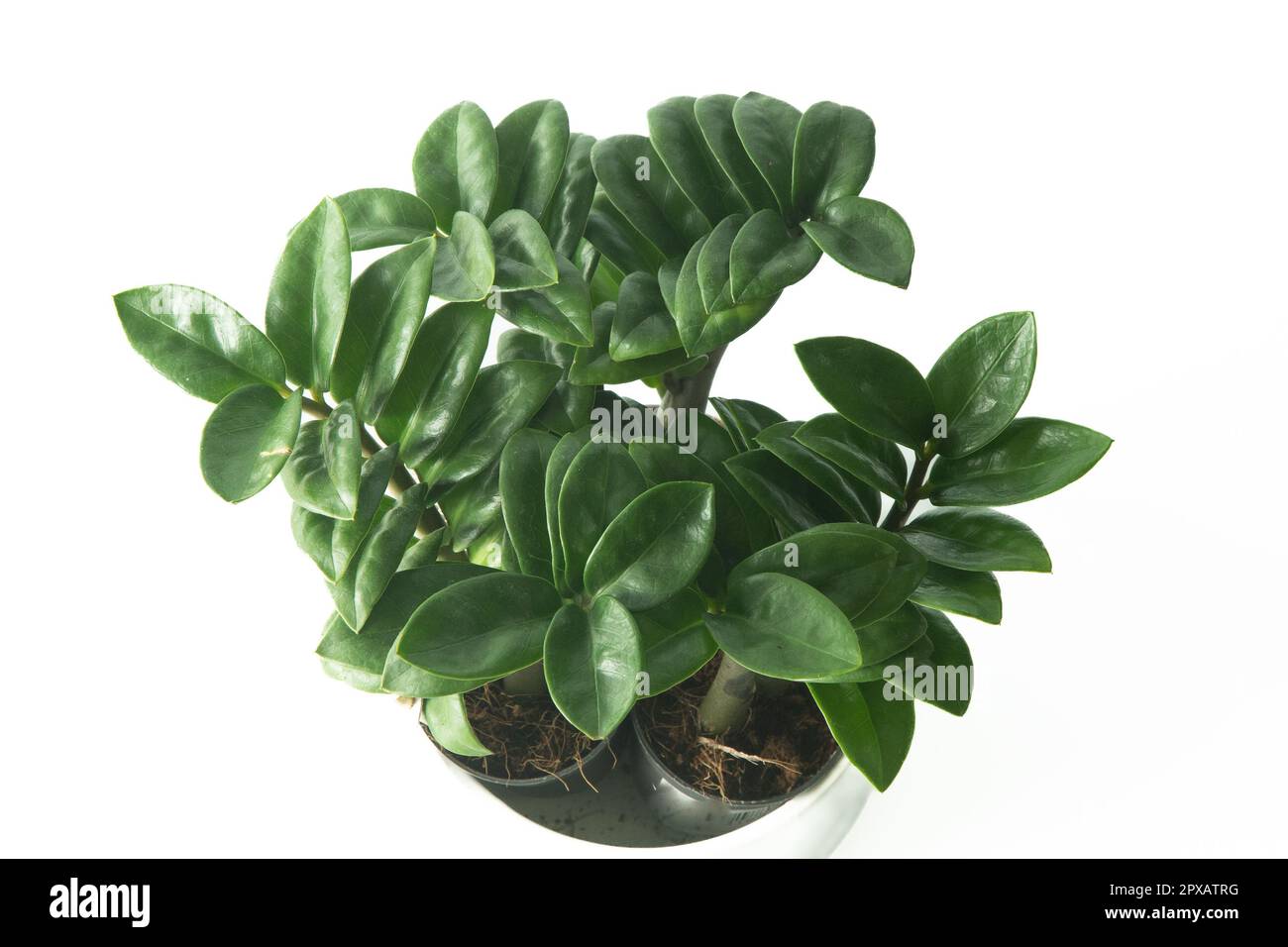 Mini Zamioculcas. Green home zamiifolia flower in a white pot. Grow ...