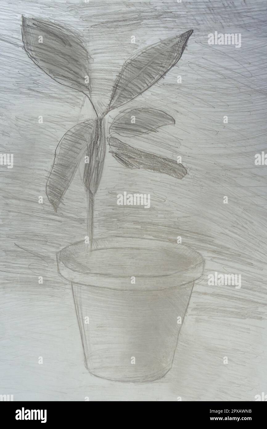 Grey drawing sketch of three-dimensional houseplant indoor plant in pot ...