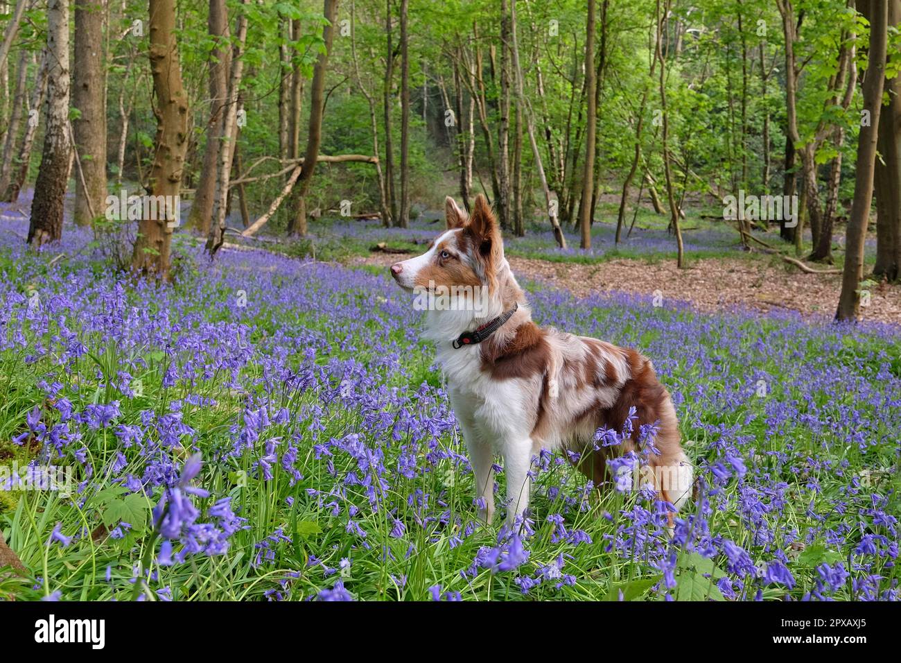 A tri coloured red merle border collie stood in bluebell woods, Surrey ...