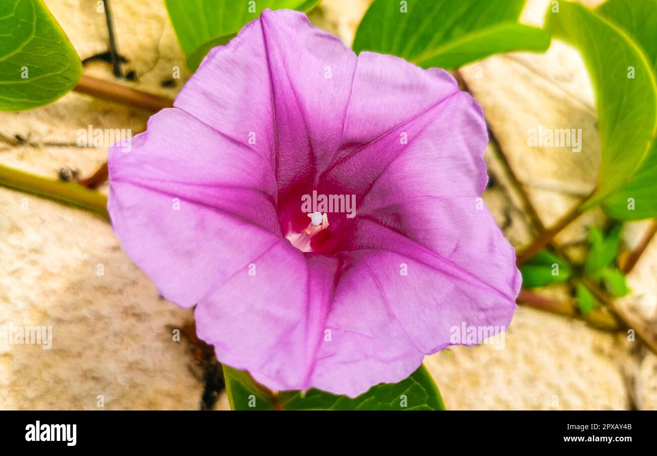 Beautiful pink violet purple morning glory or Goat's foot Ipomoea pes ...