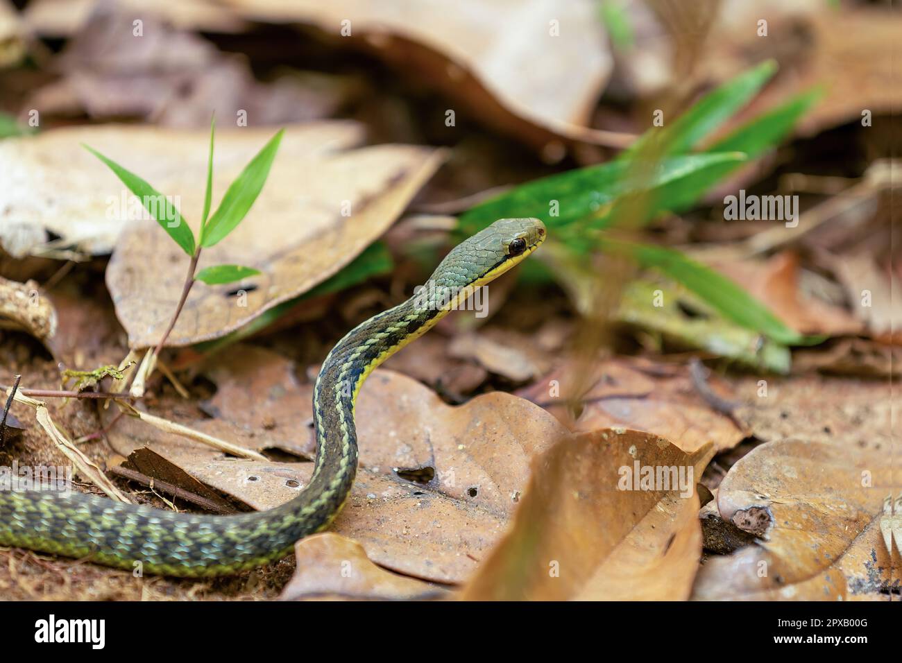 Thamnosophis is a genus of pseudoxyrhophiid endemic snakes ...