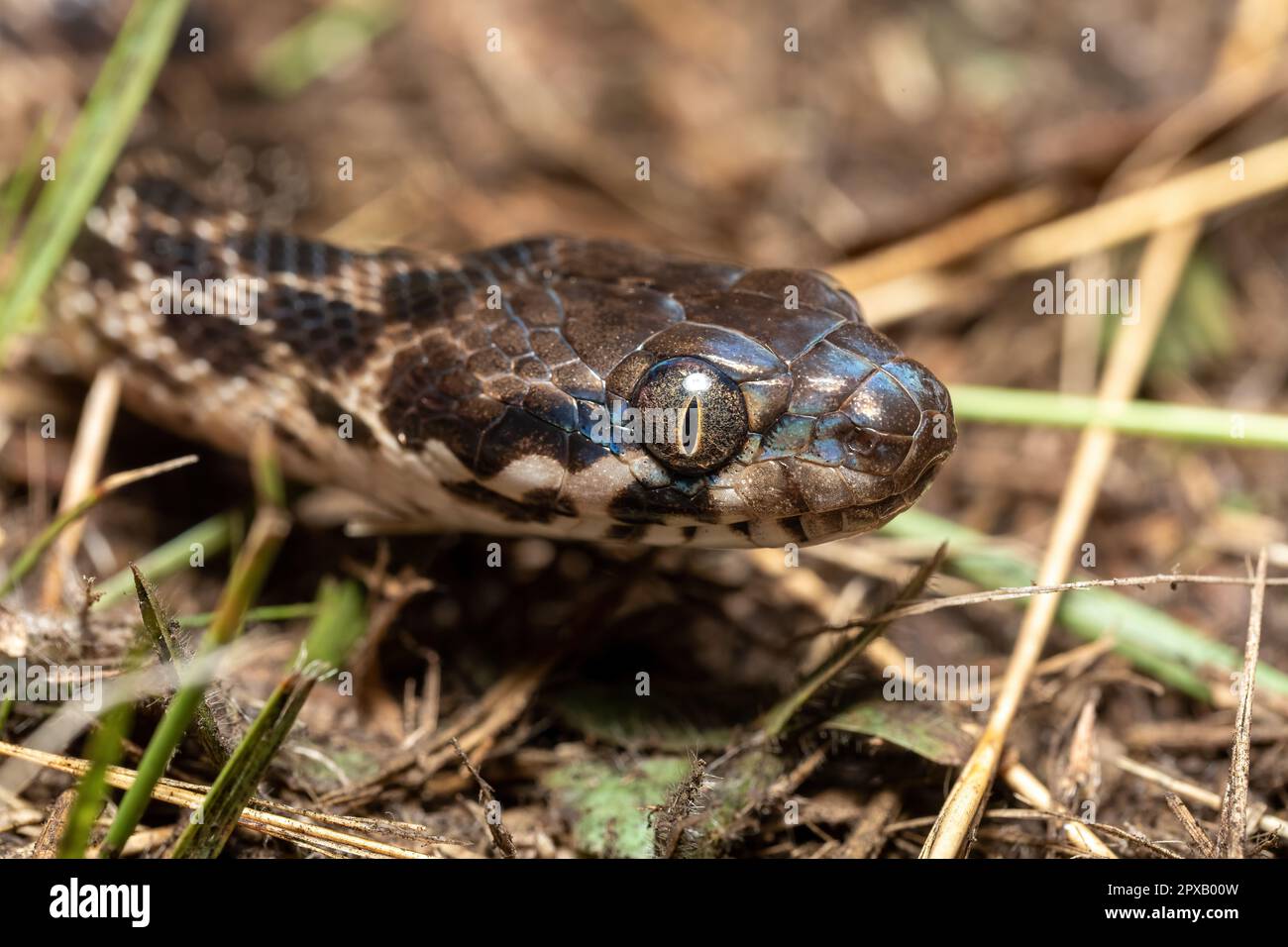 Cat-eyed Snake, Madagascarophis colubrinus is a species of snake of the ...