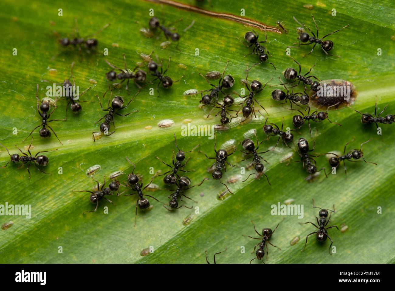 Lots of insects hi-res stock photography and images - Alamy
