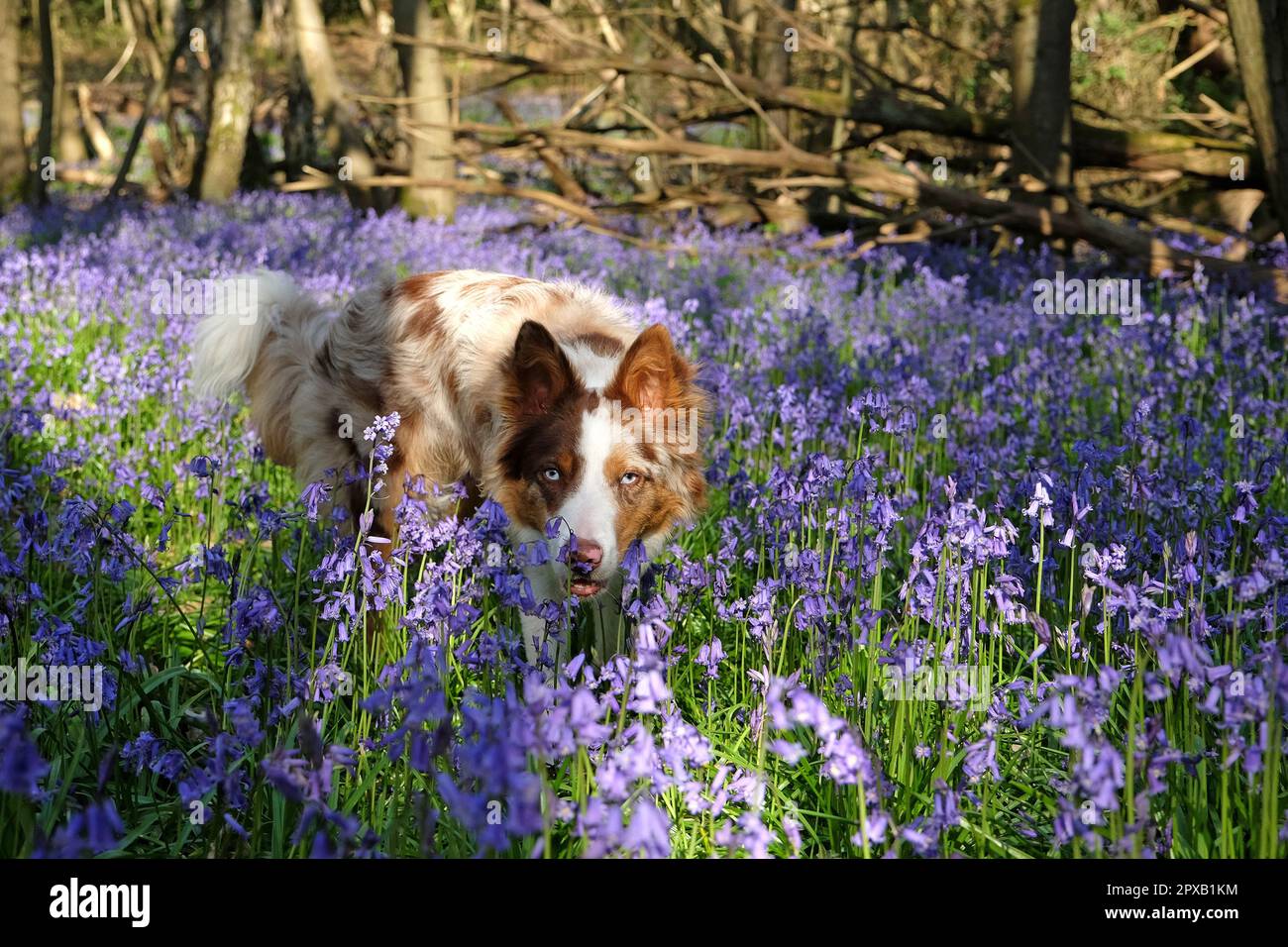 A tri coloured red merle border collie stood in bluebell woods, Surrey ...