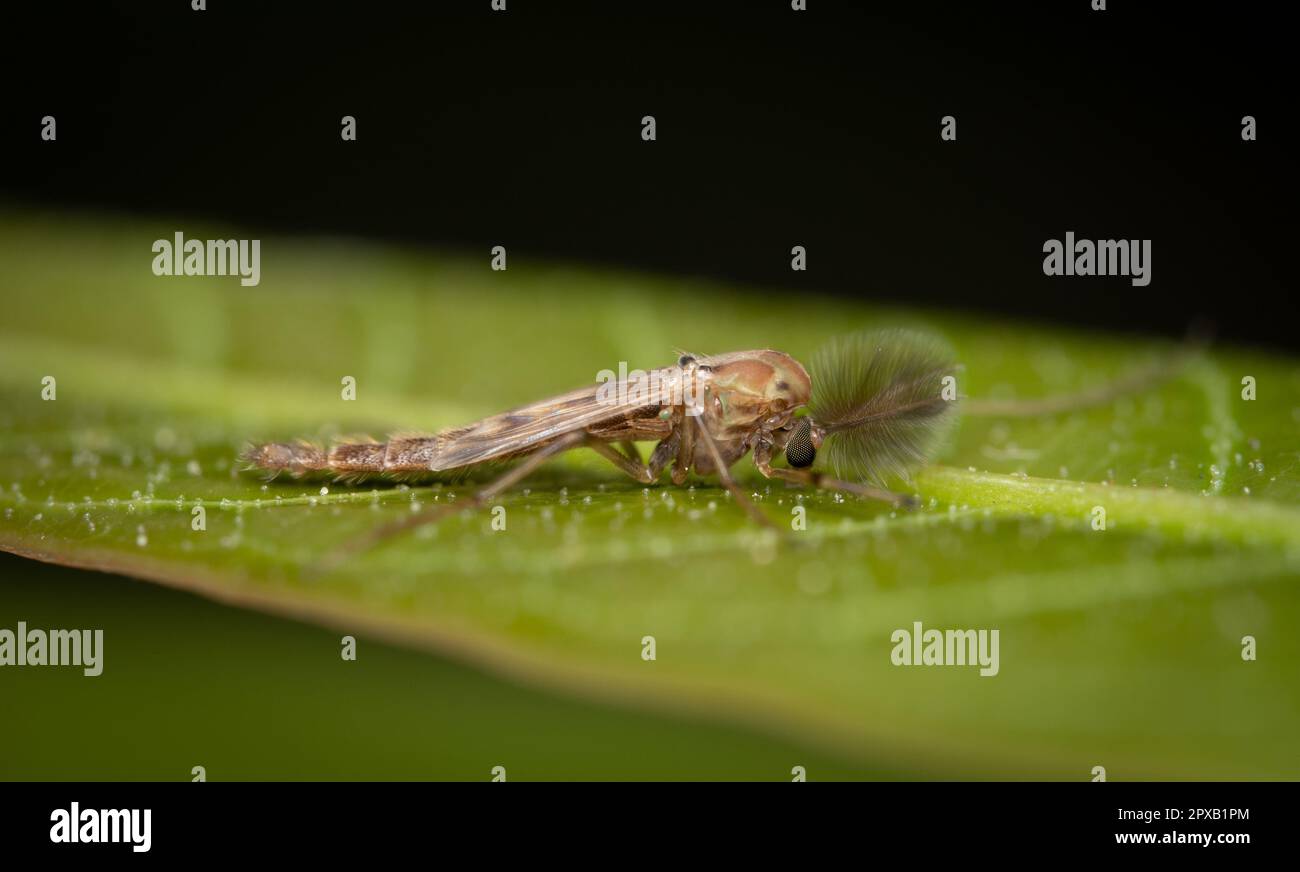 A Nonbiting Midge Lake Fly on a green leaf Stock Photo - Alamy