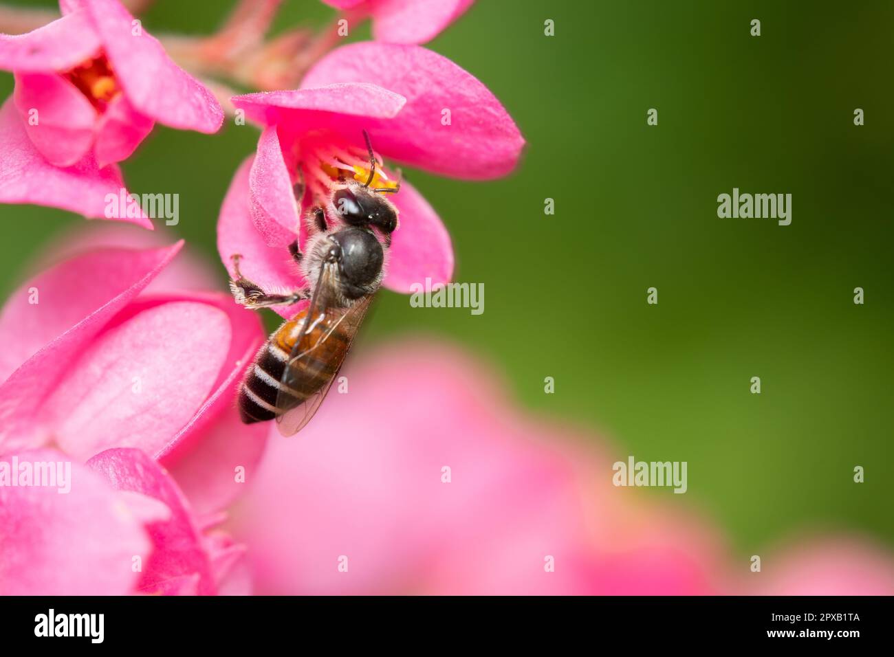 A Red Dwarf Honey Bee sucking nectar from a pink flower Stock Photo - Alamy