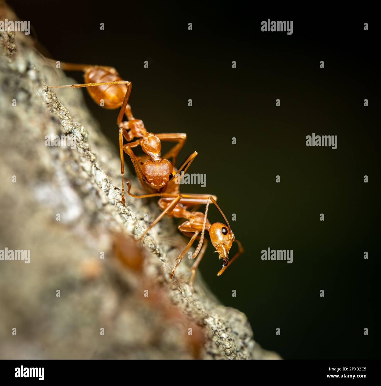 Two weaver ant hi-res stock photography and images - Alamy