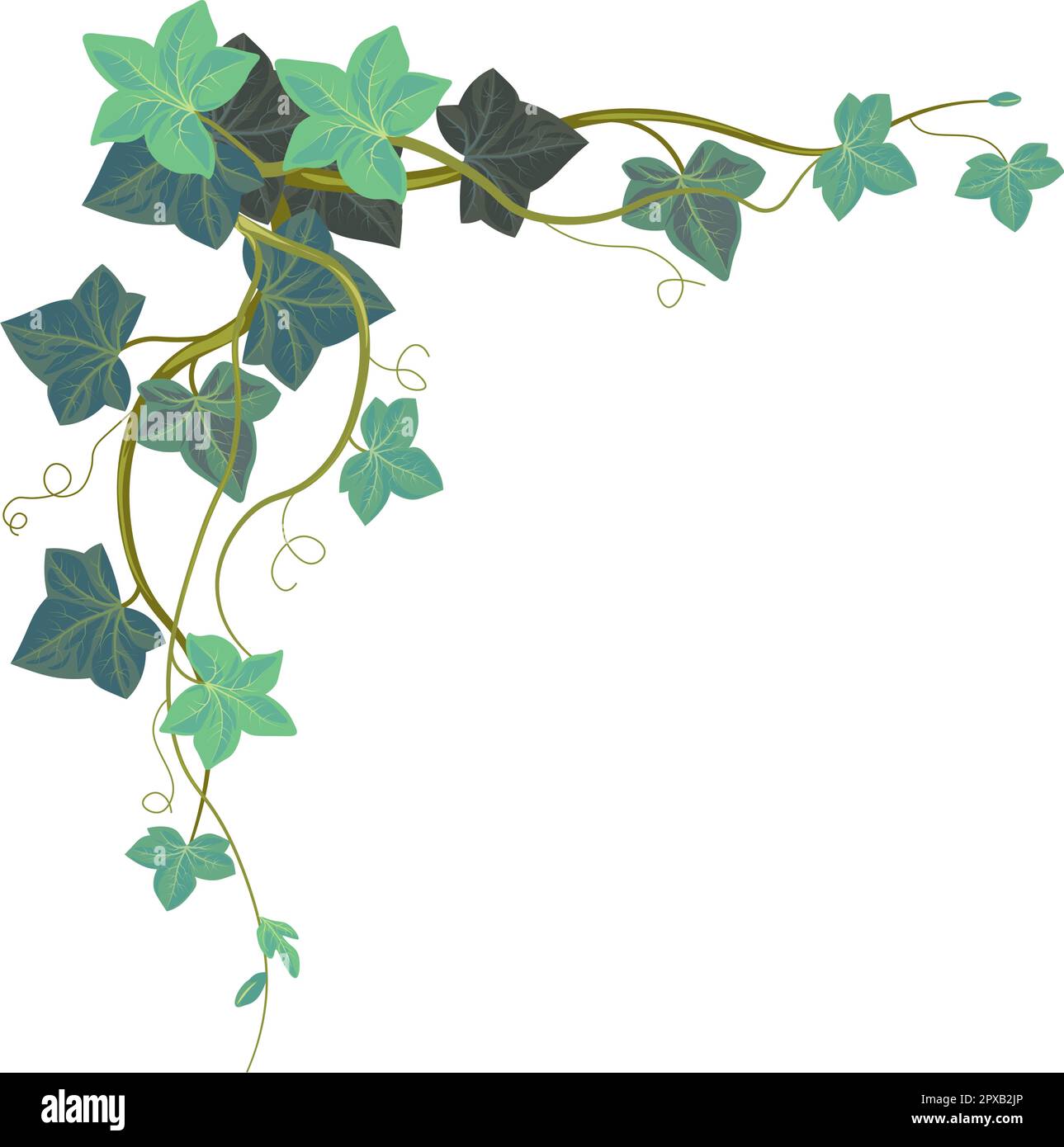 Hedera foliage, ivy climbing plant leaves corner Stock Vector Image ...