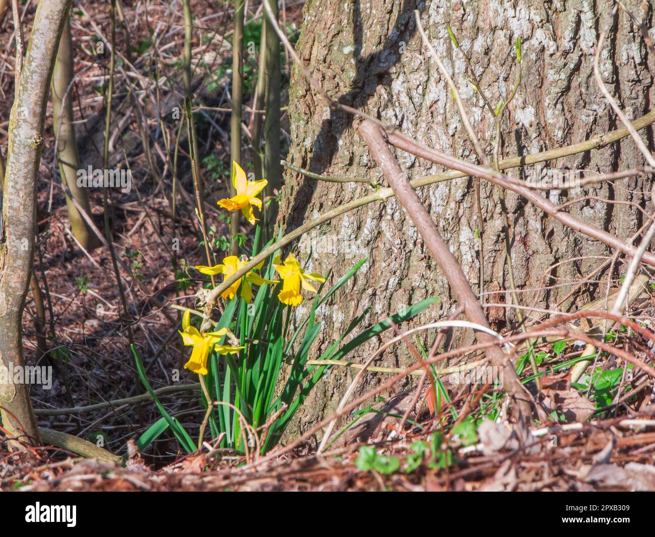 Single daffodil (lat: Narcissus) in the undergrowth near a deciduous ...