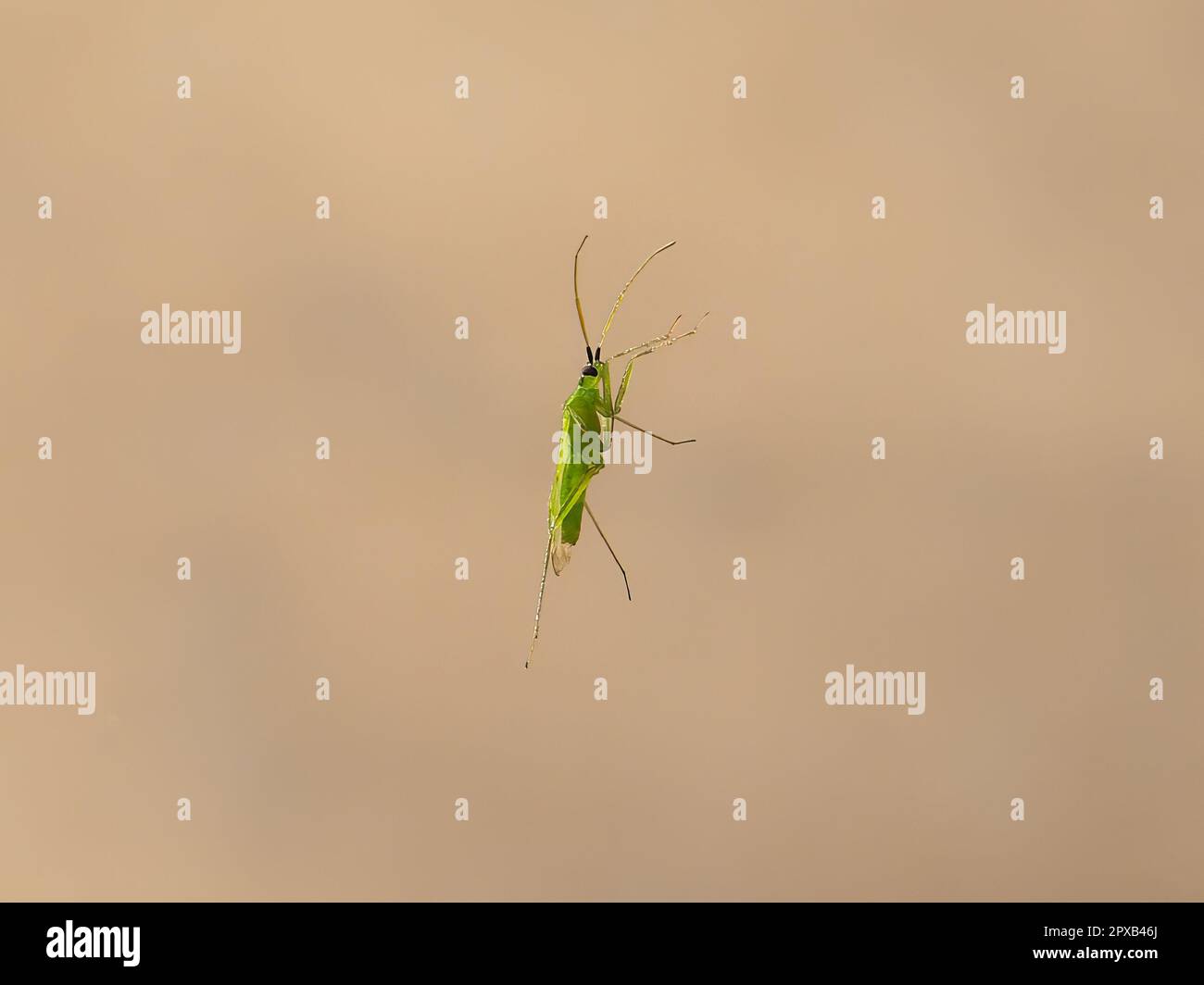 Macro side view of Macrolophus pygmaeus insect, a species of plant bug ...